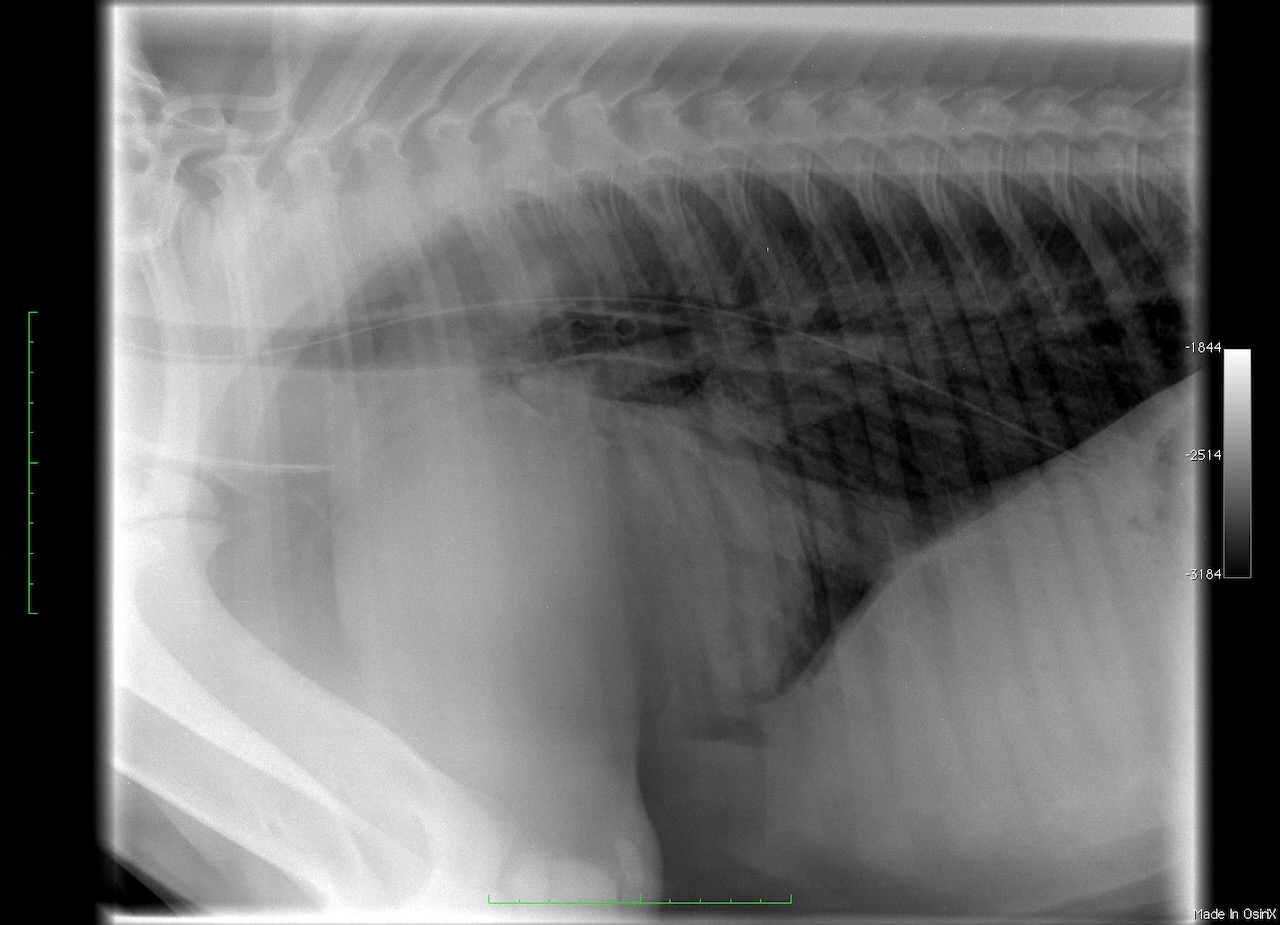 PACS systems | Eclipse Veterinary Software