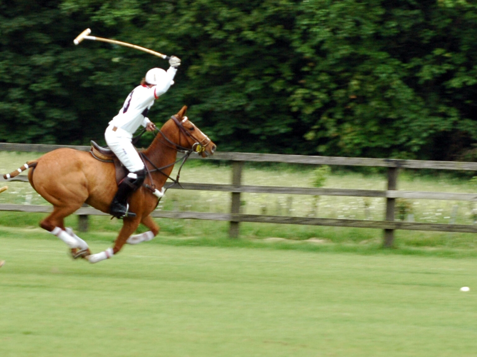 About us | Eclipse Veterinary Software